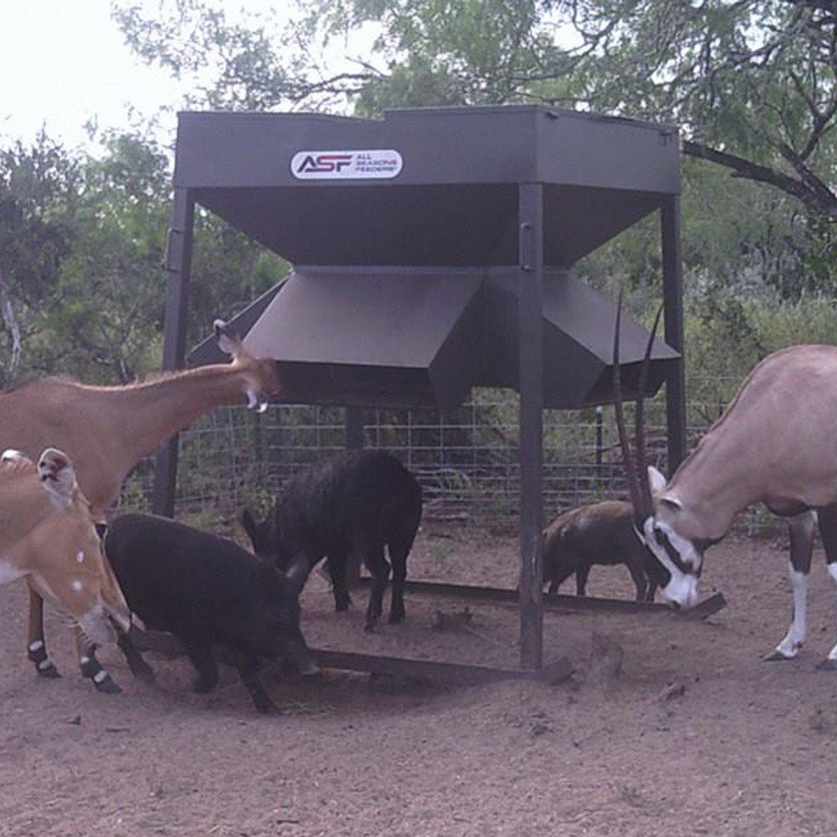 Deer Feeder with Low Profile | All Seasons Feeders